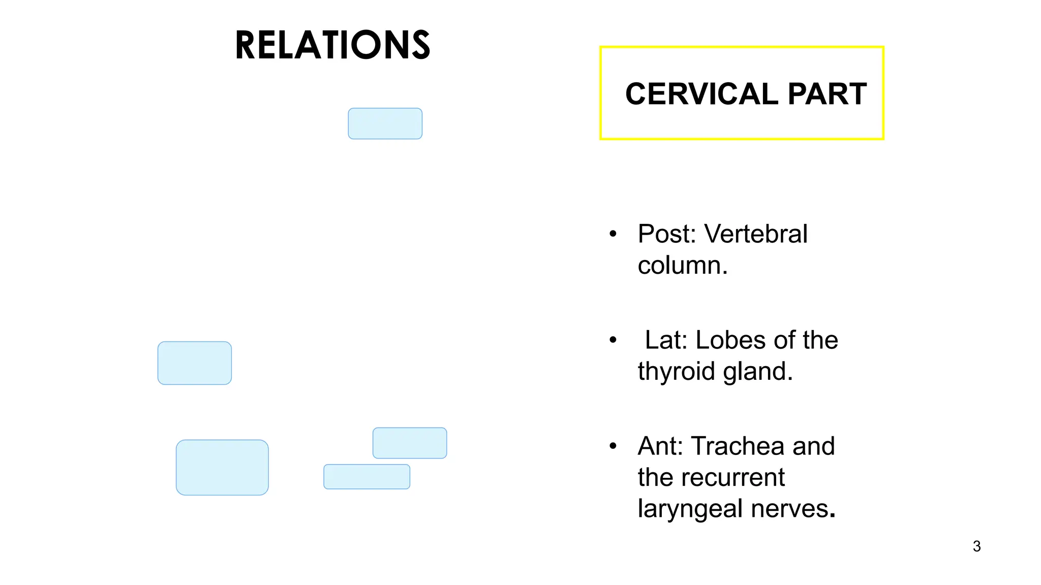 FINAL SURG ANAT ESOPHAGUS.ppt full slides | PDF | Thyroid Disorders | Endocrine and Metabolic ...