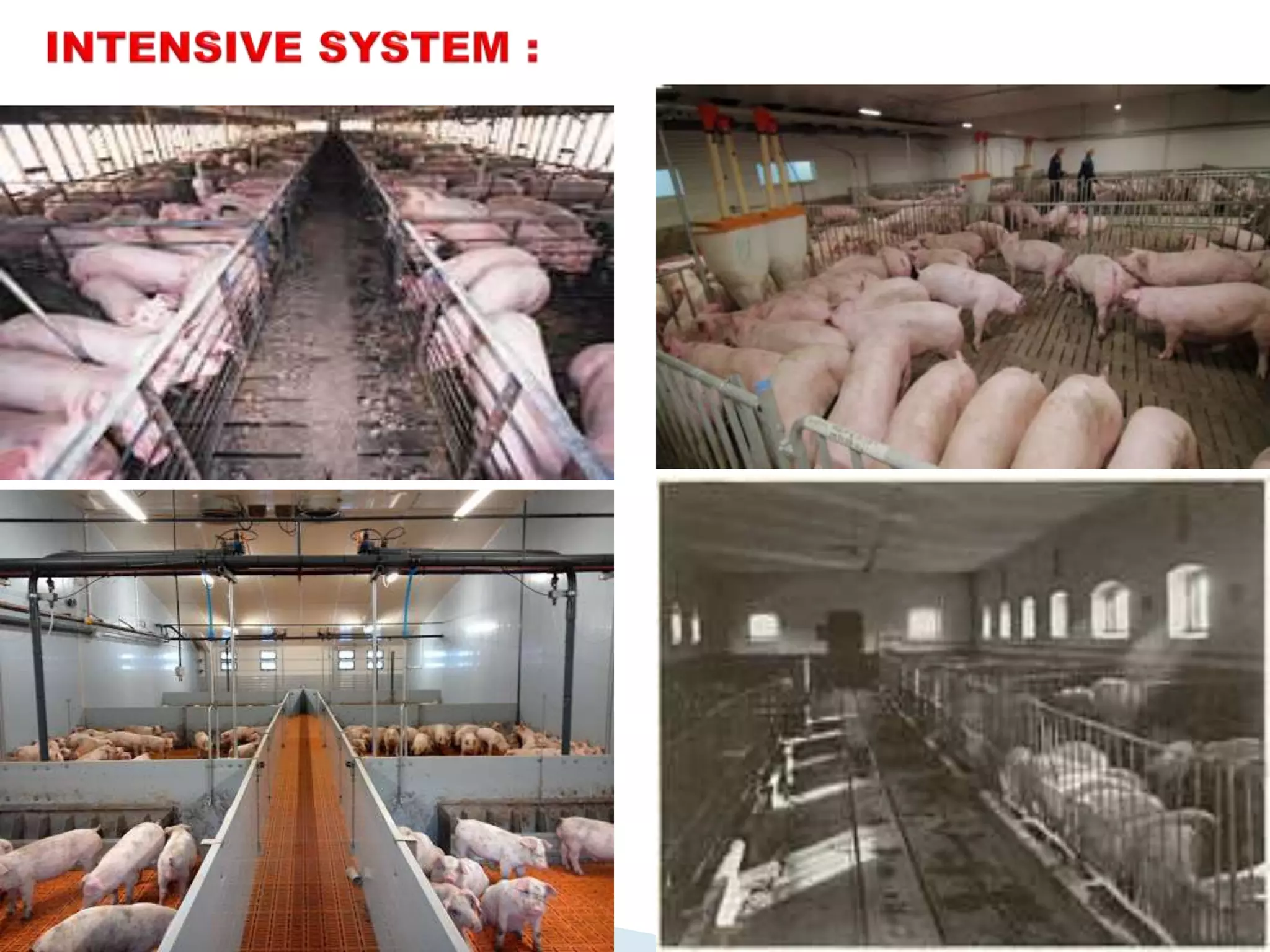 Swine Housing | PPTX