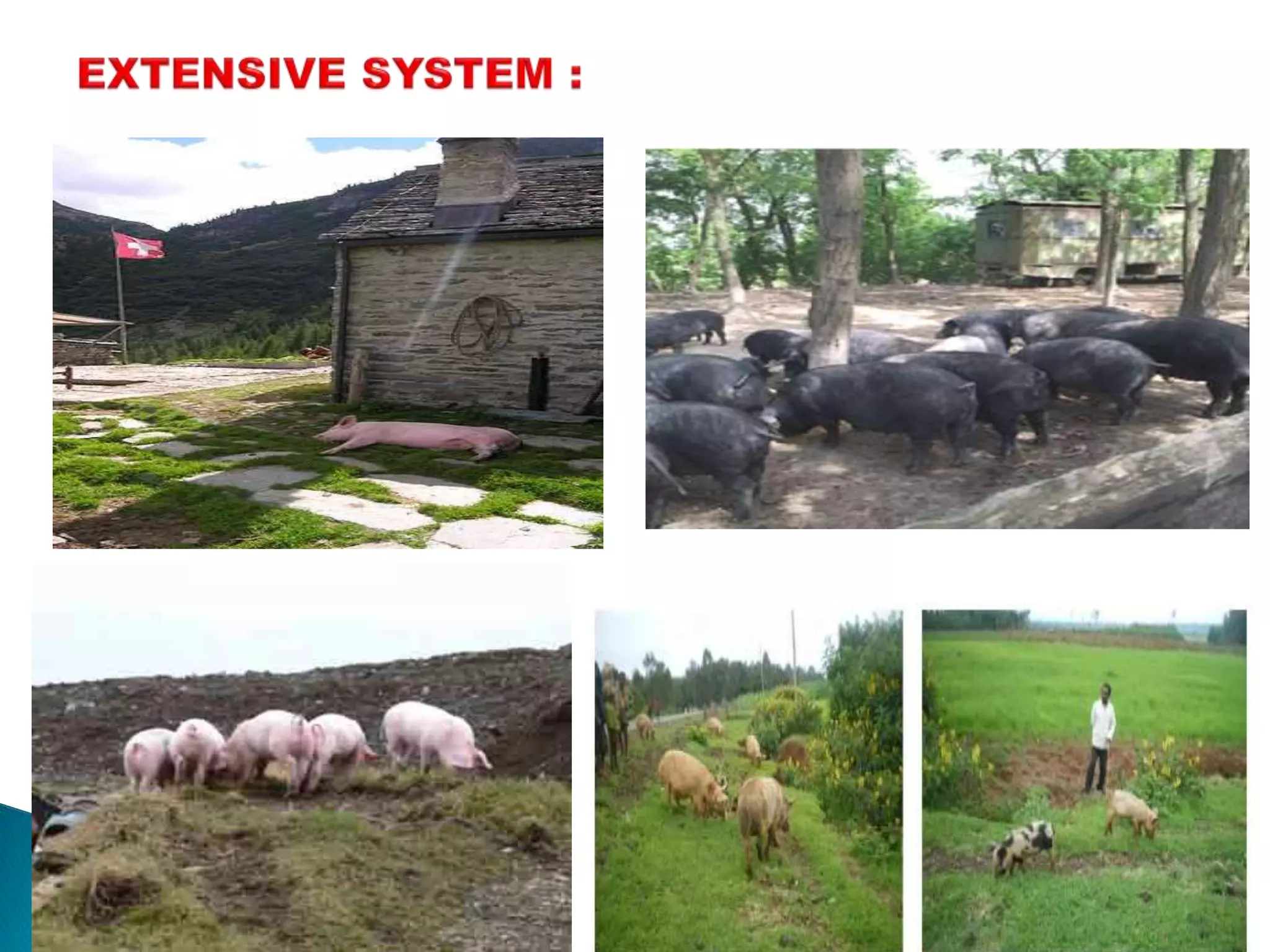 Swine Housing | PPTX