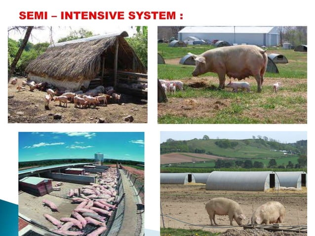 Swine Housing | PPTX | Fish and Aquariums | Pets