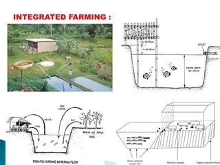 Swine Housing | PPTX