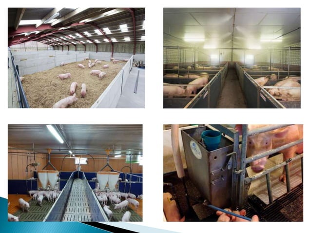 Swine Housing | PPTX | Fish and Aquariums | Pets