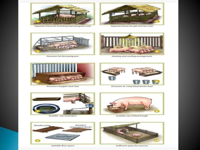 Swine Housing | PPTX | Fish and Aquariums | Pets