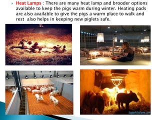 Swine Housing | PPTX