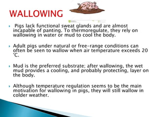 Swine Housing | PPTX