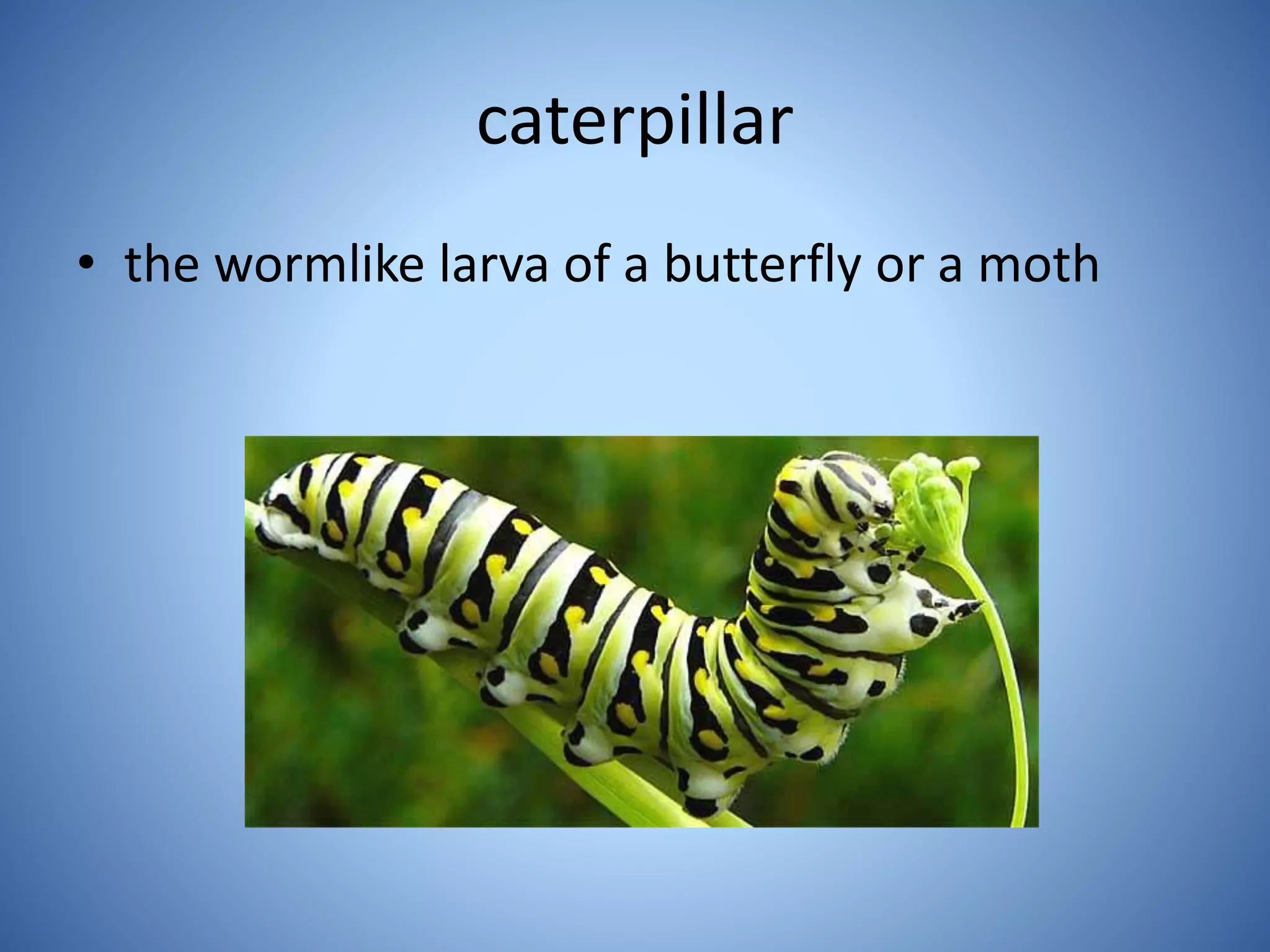 Final syllables er ar or 10 | PPTX