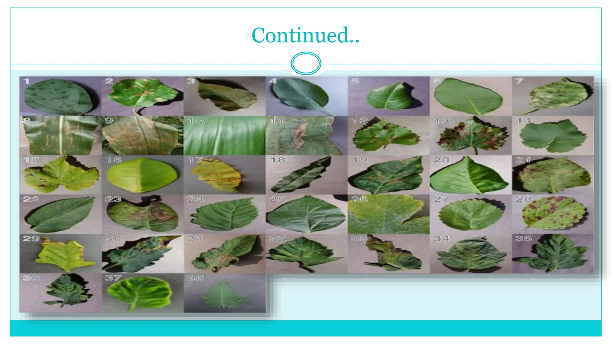 A Deep Learning Method For Plant Disease Diagnosis And Detection In Smart Agriculture Ppt
