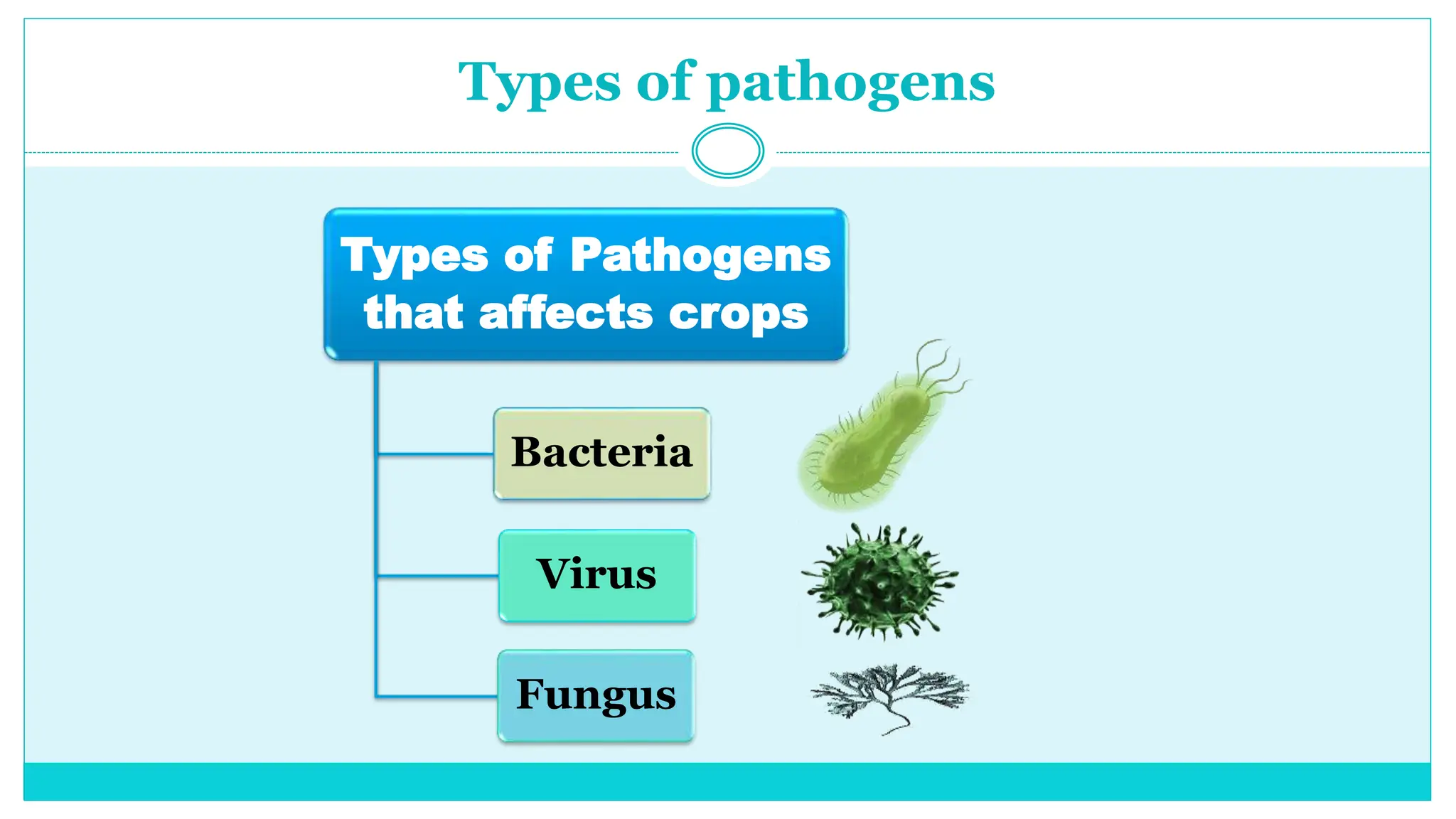 A Deep Learning Method for Plant Disease Diagnosis and Detection in ...