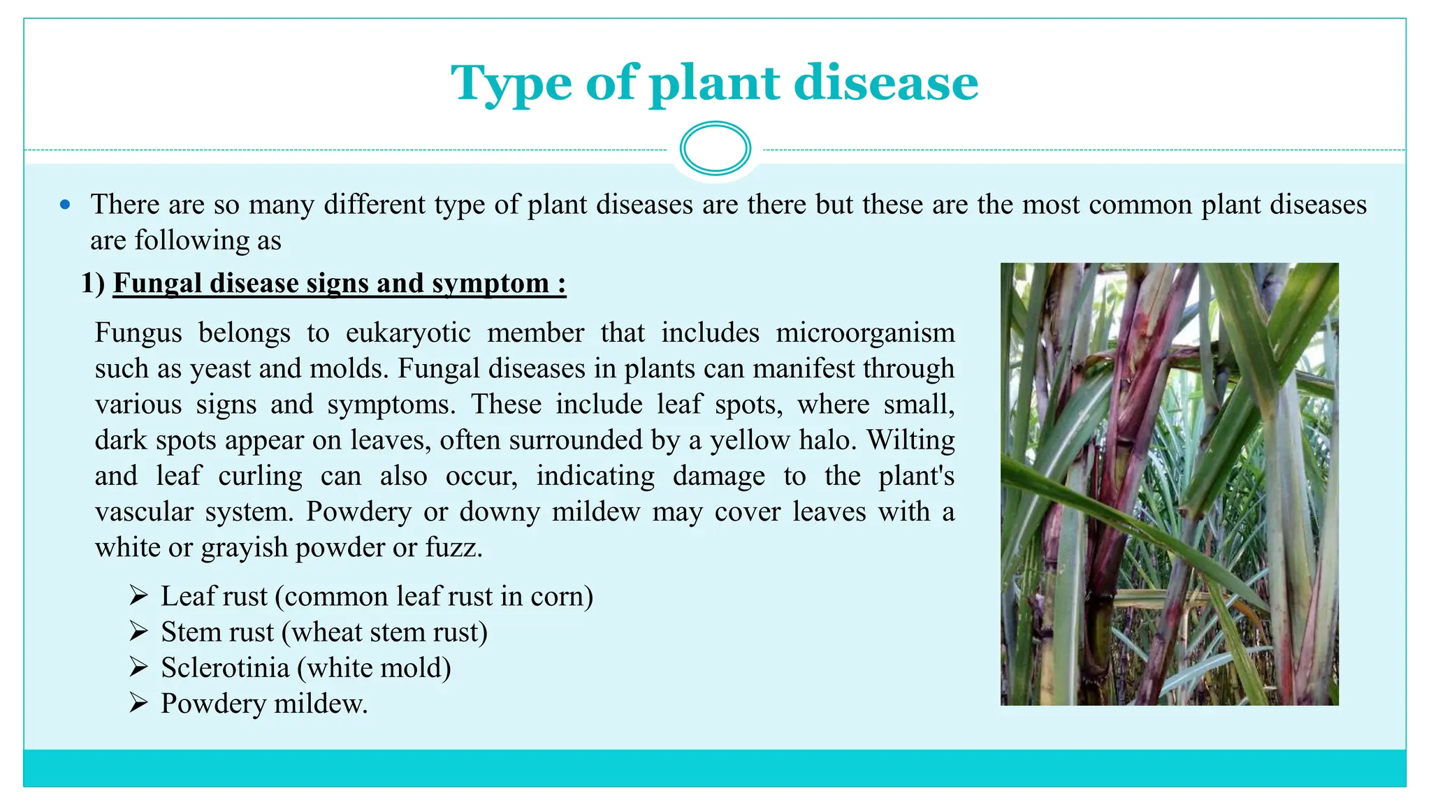 A Deep Learning Method for Plant Disease Diagnosis and Detection in ...