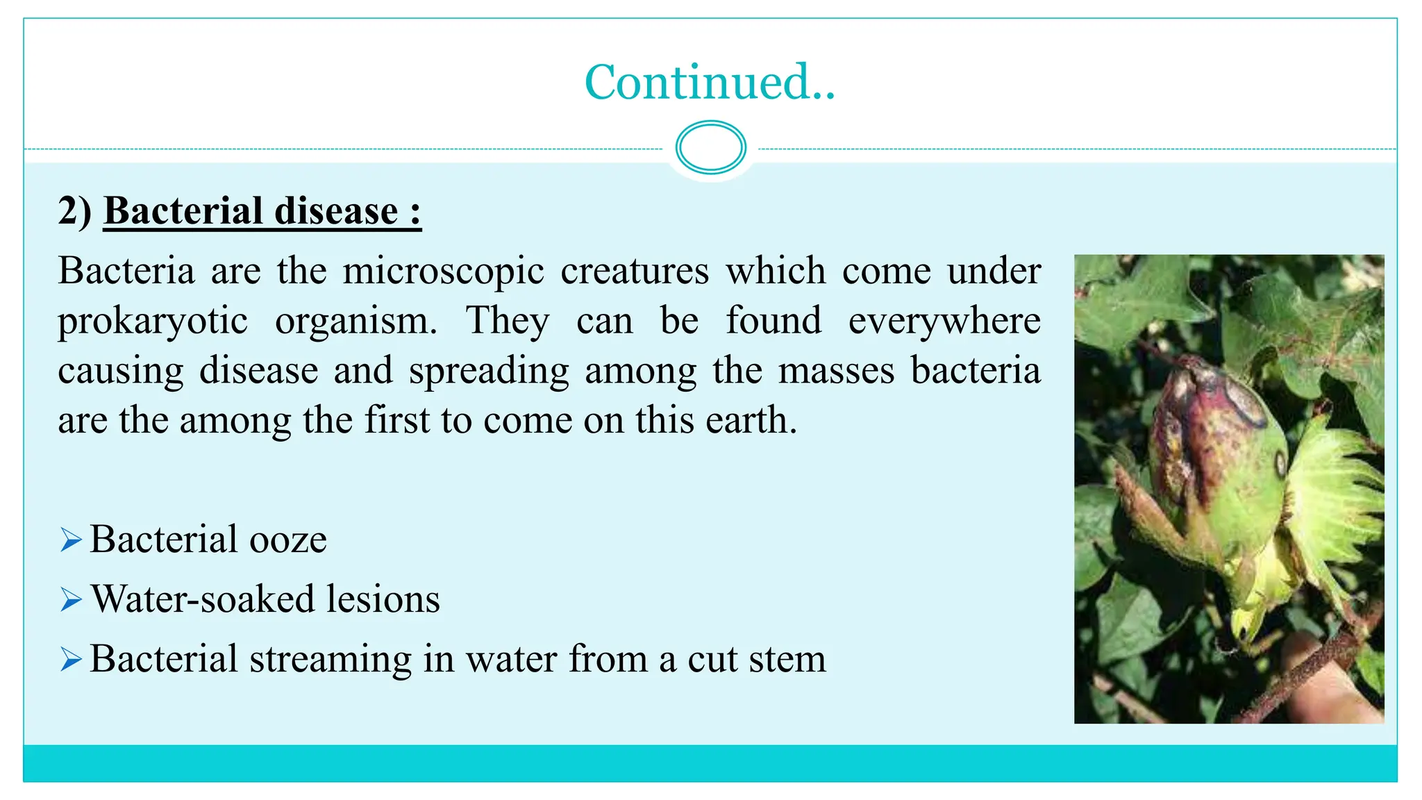 A Deep Learning Method for Plant Disease Diagnosis and Detection in ...