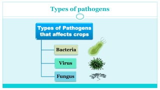 A Deep Learning Method for Plant Disease Diagnosis and Detection in ...