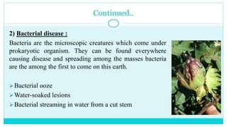 A Deep Learning Method for Plant Disease Diagnosis and Detection in Smart Agriculture | PPT