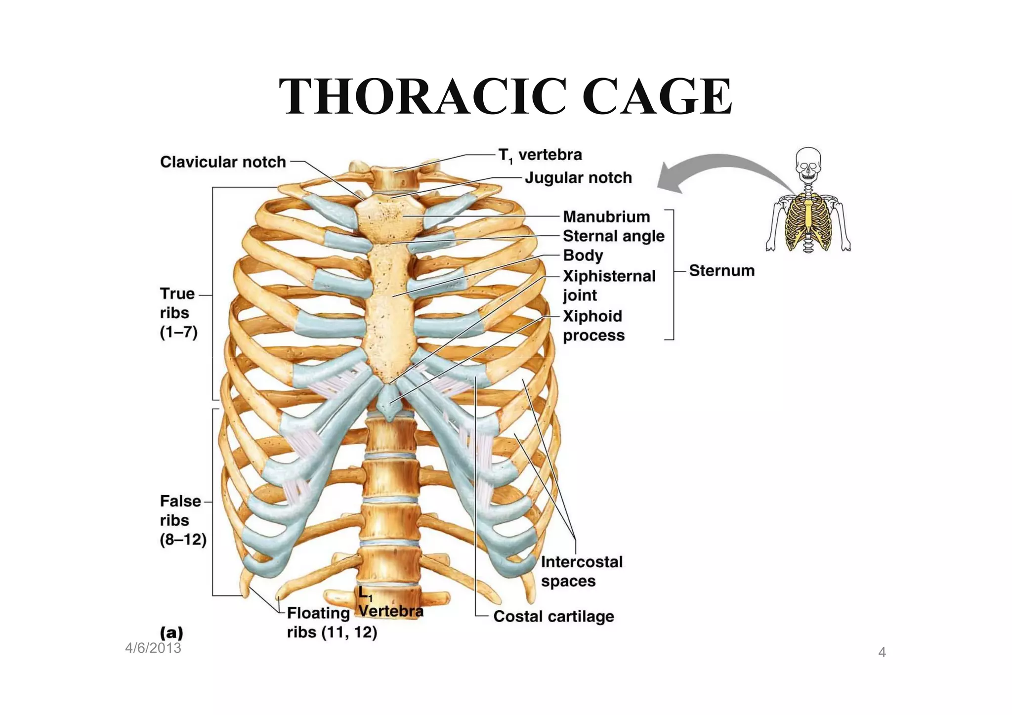 Final thoracic cage student | PDF