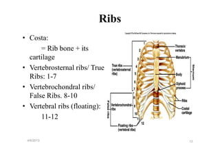 Final thoracic cage student | PDF | Death, Injury, or Military Conflict ...