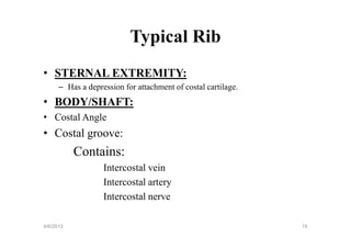 Final thoracic cage student | PDF