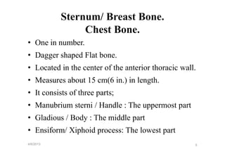 Final thoracic cage student | PDF