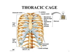Thoracic Cage Diagram Labeled