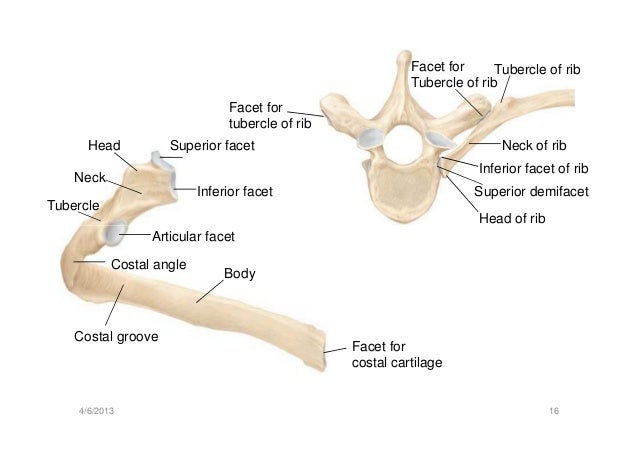 Final thoracic cage student