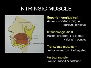 tongue and palate | PPT