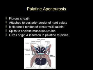 tongue and palate | PPT