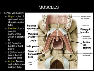 tongue and palate | PPT