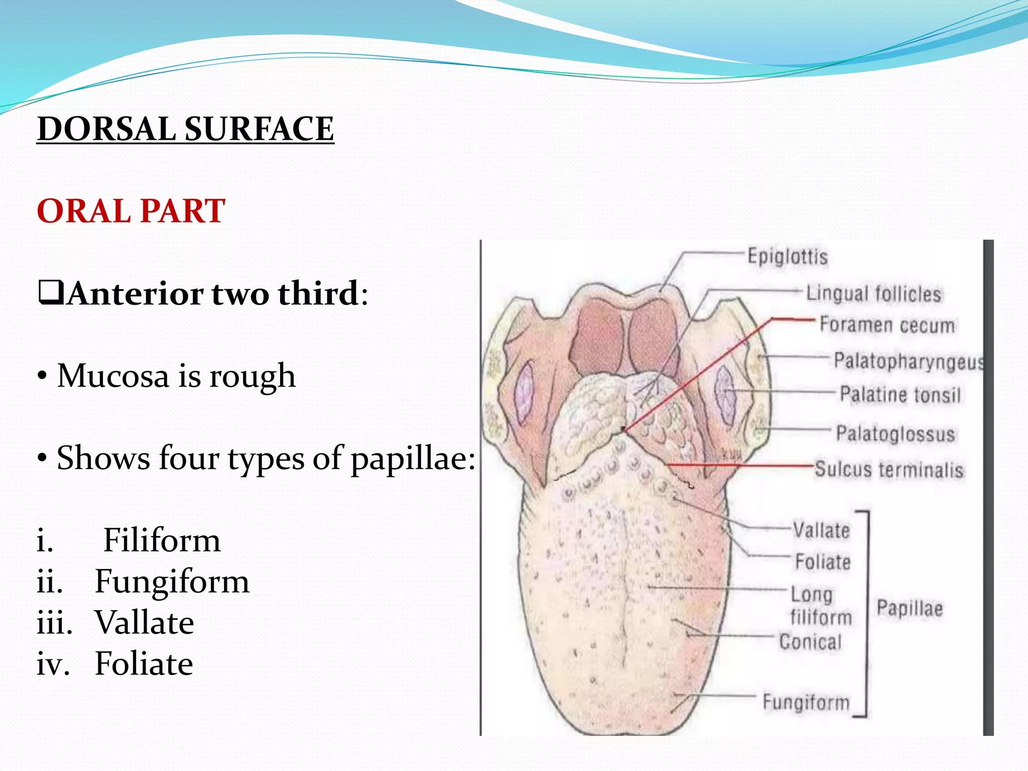Tongue development, applied anatomy and prosthetic implications | PPTX