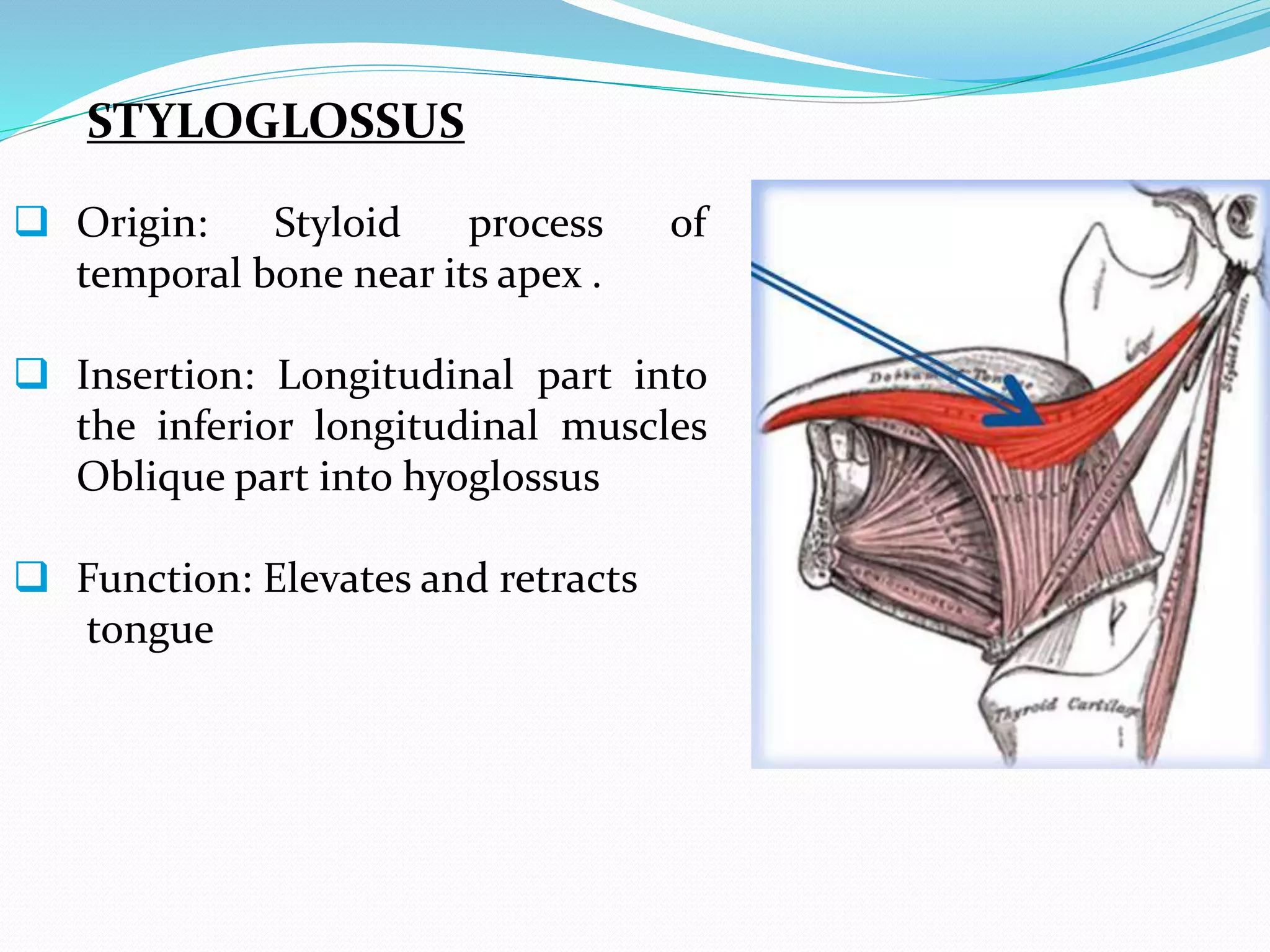 Tongue development, applied anatomy and prosthetic implications | PPTX