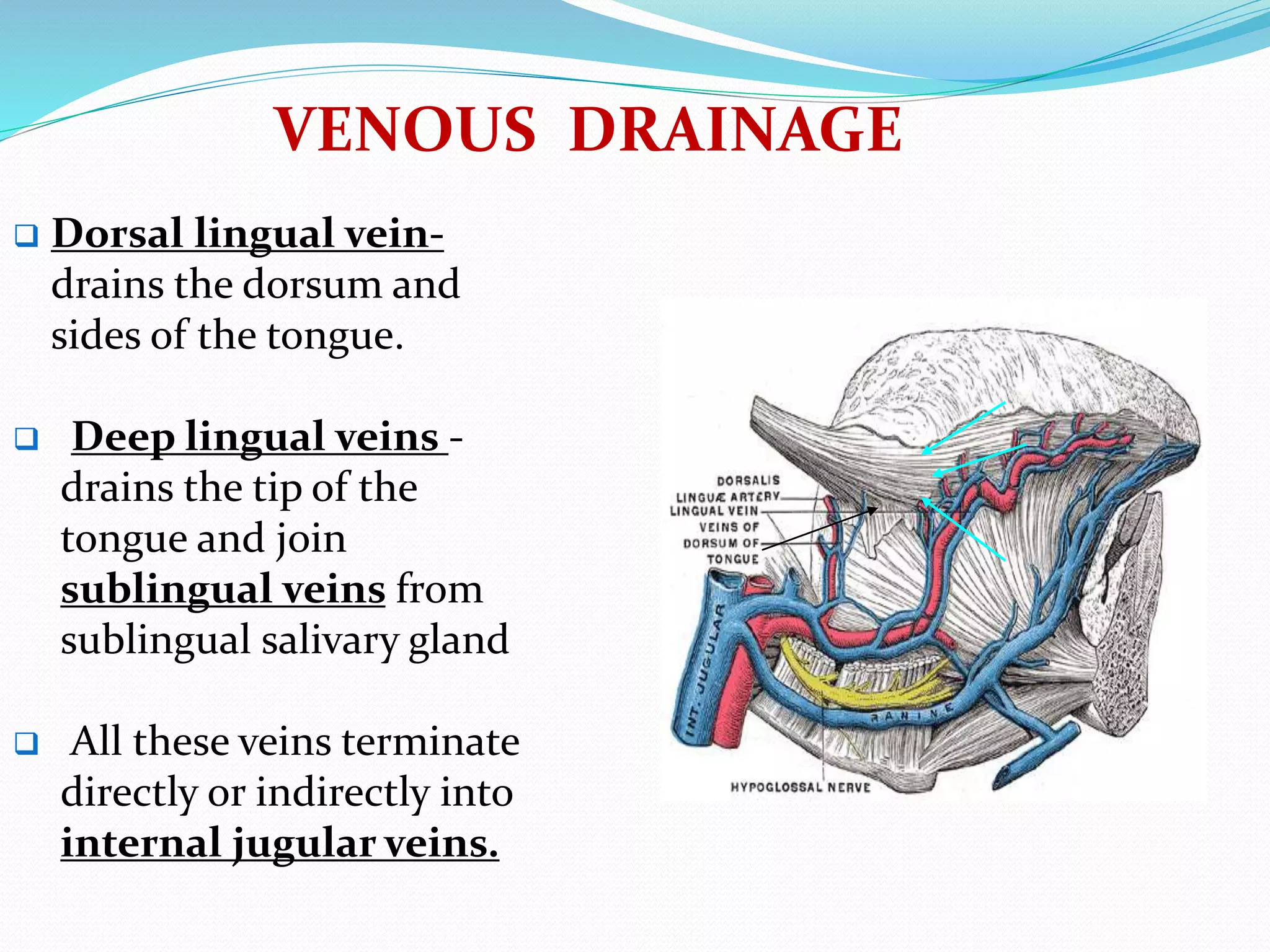 Tongue development, applied anatomy and prosthetic implications | PPTX
