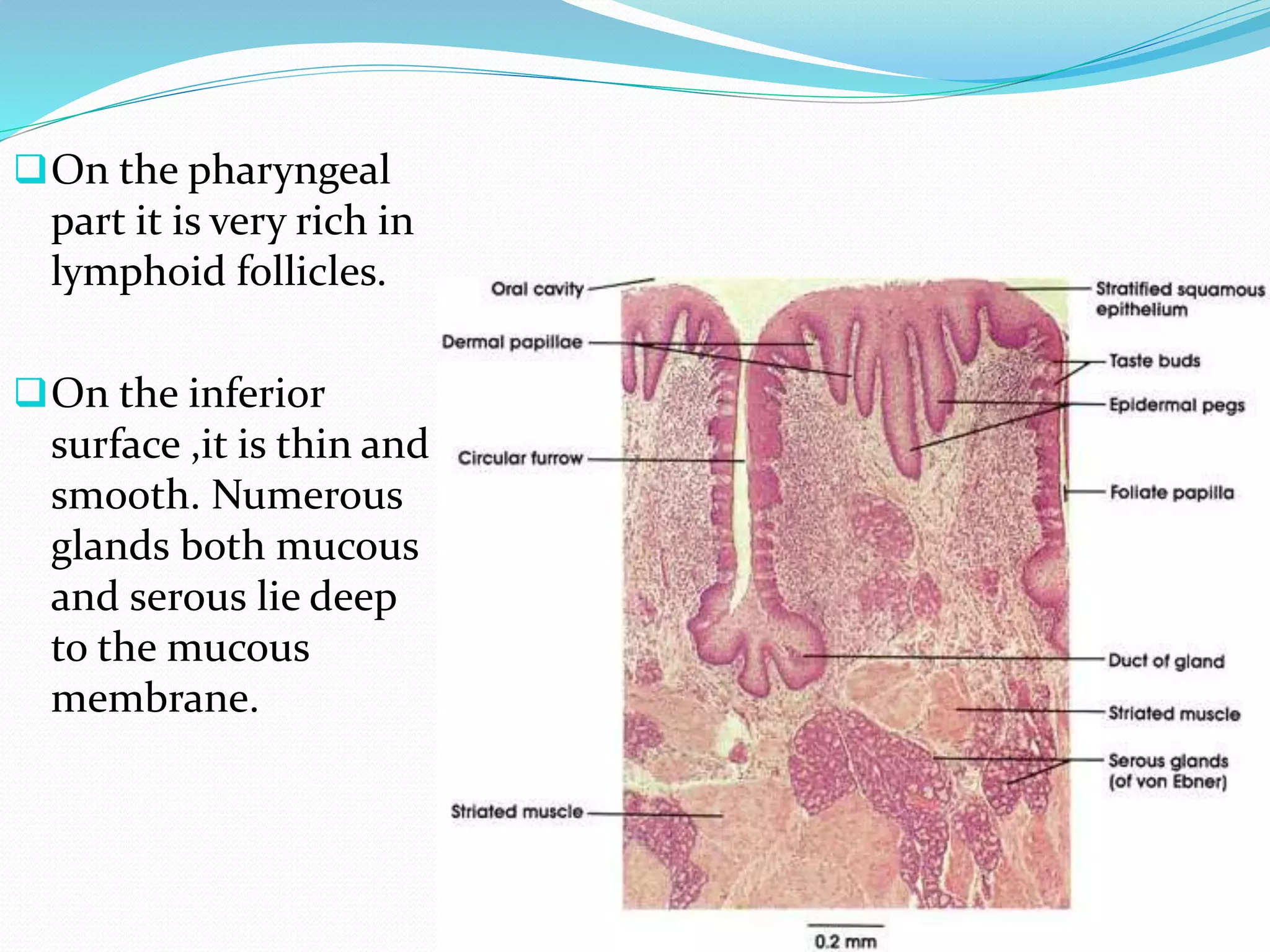 Tongue development, applied anatomy and prosthetic implications | PPTX