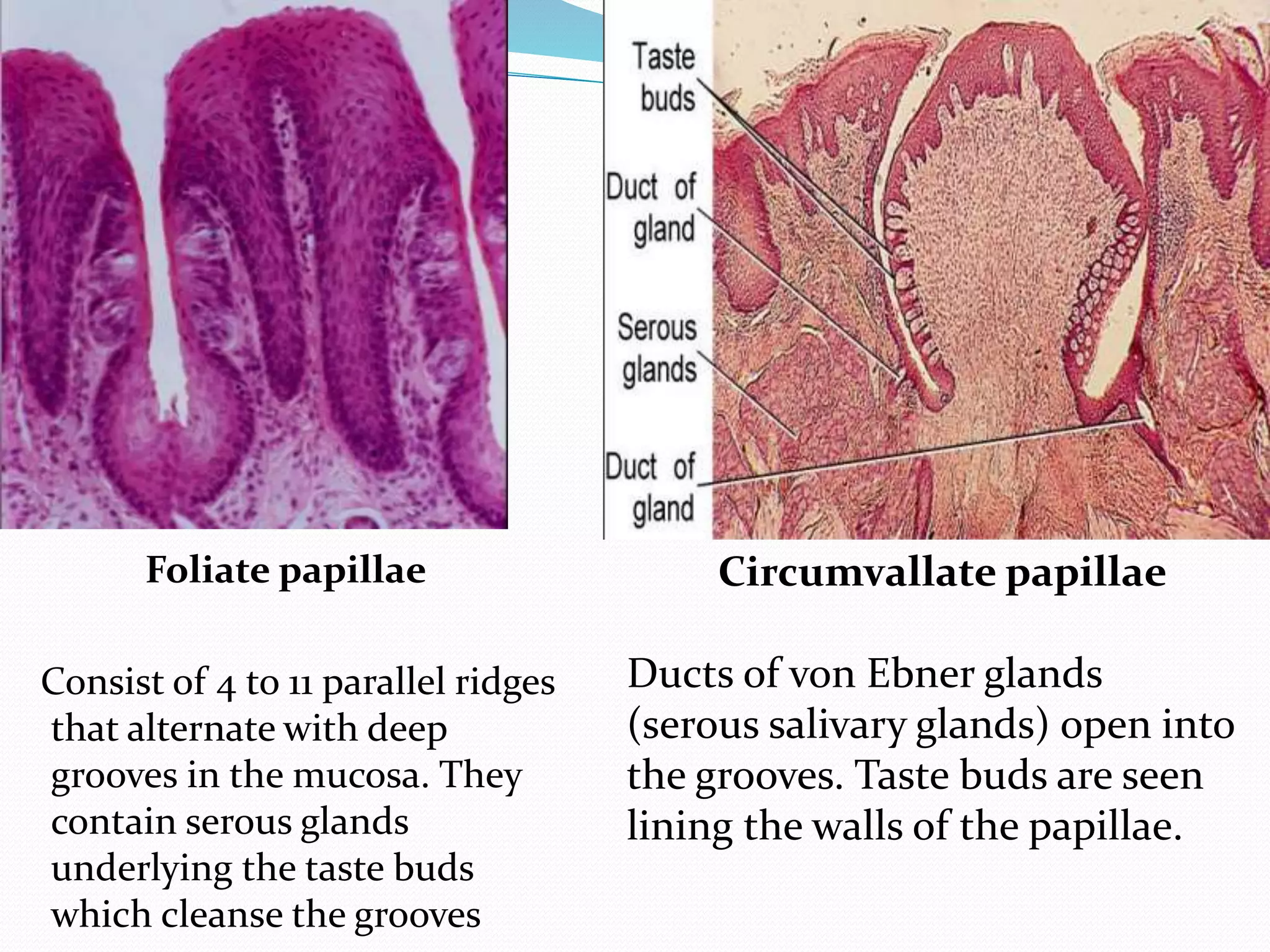 Tongue development, applied anatomy and prosthetic implications | PPTX
