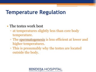 Hinduja Hospital Webinar on Understanding Undescended Testis | PPTX