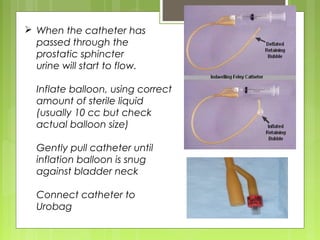 Final urinary bladder catheterisation | PPT
