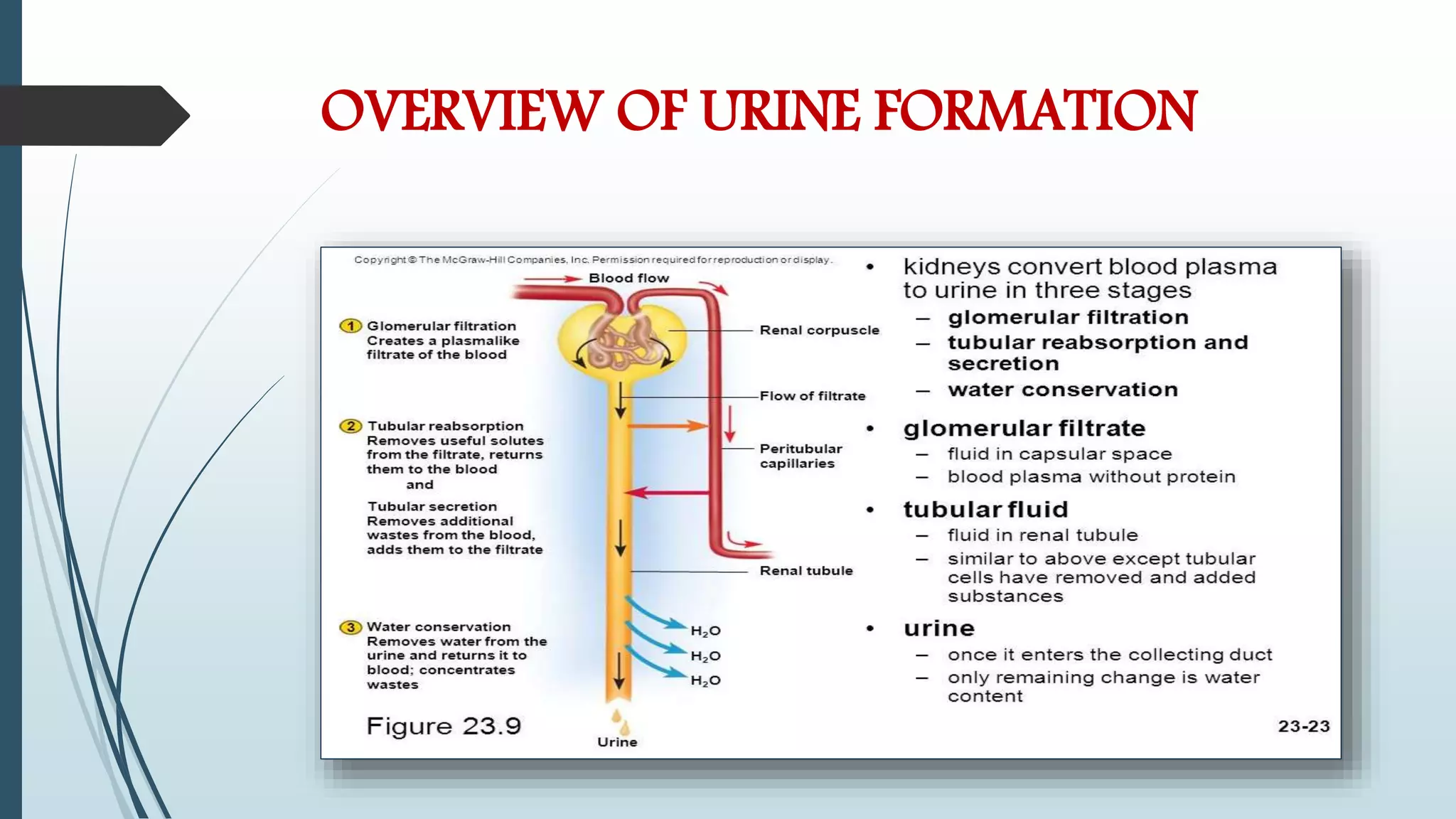 URINE FORMATION | PPTX