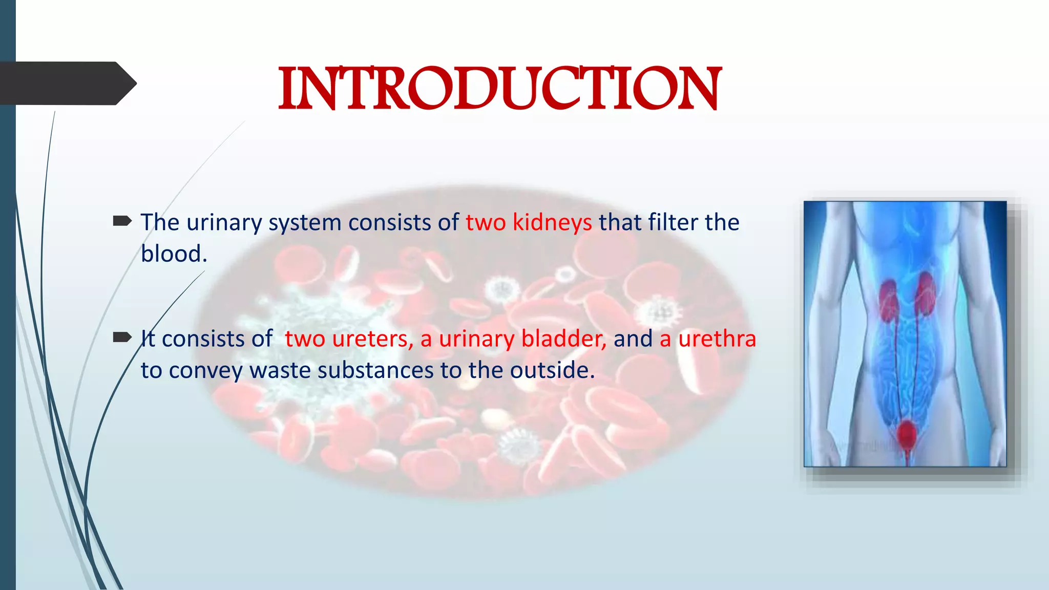 URINE FORMATION | PPTX