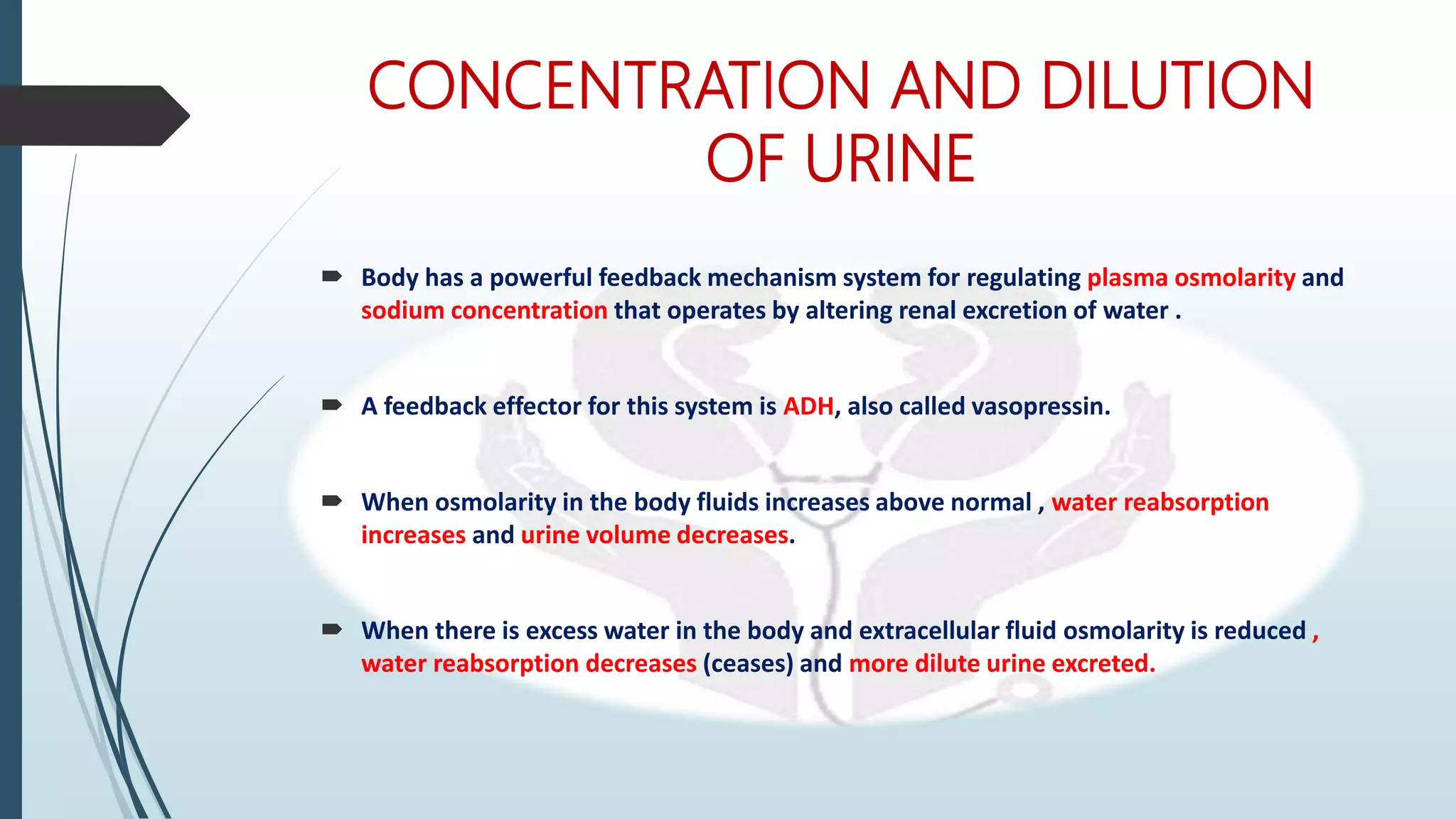 URINE FORMATION | PPTX