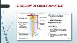 URINE FORMATION | PPTX