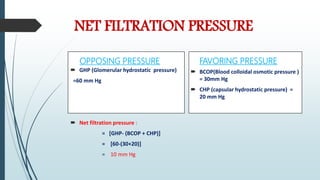 URINE FORMATION | PPTX