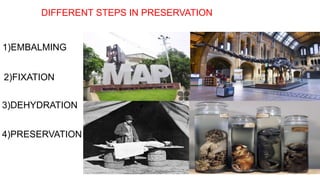 Animal cadaver preservation BY DR.Umesh K Honnatti | PPTX