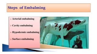 Animal cadaver preservation BY DR.Umesh K Honnatti | PPTX