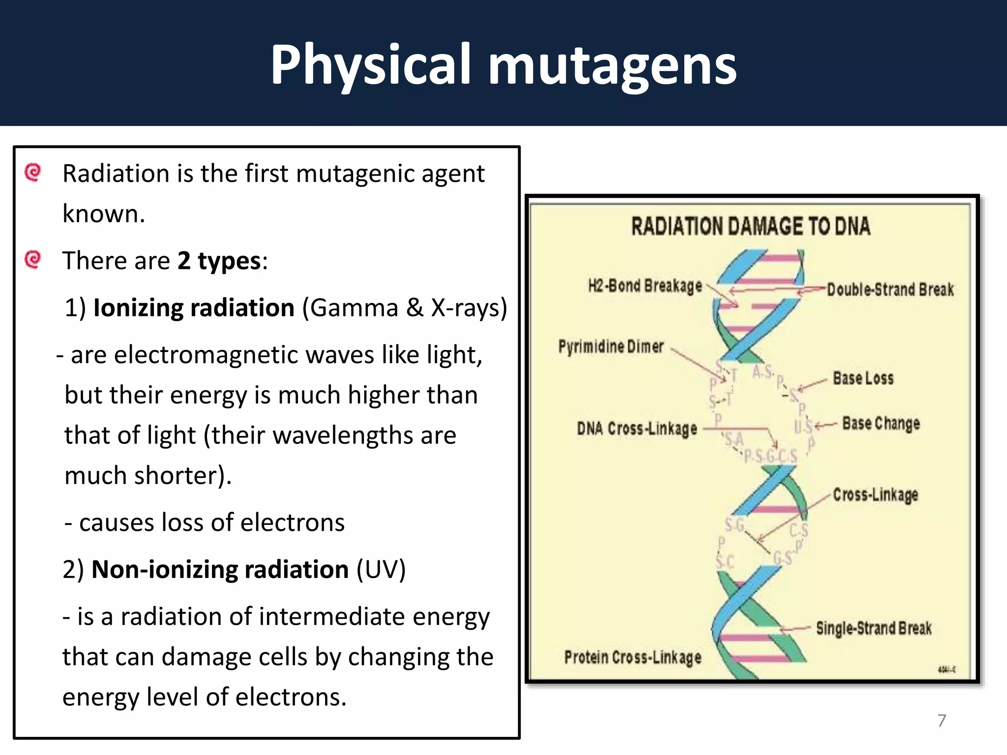 Final Version-Molecular Biology II -DNA damage.pptx