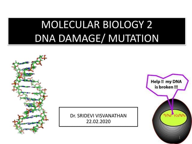 Final Version-Molecular Biology II -DNA damage.pptx