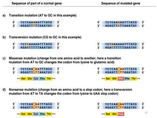 Final Version-Molecular Biology II -DNA damage.pptx