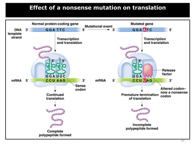 Final Version-Molecular Biology II -DNA damage.pptx