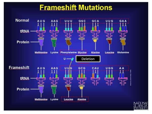Final Version-Molecular Biology II -DNA damage.pptx
