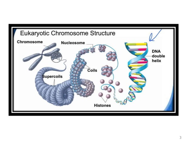 Final Version-Molecular Biology II -DNA damage.pptx