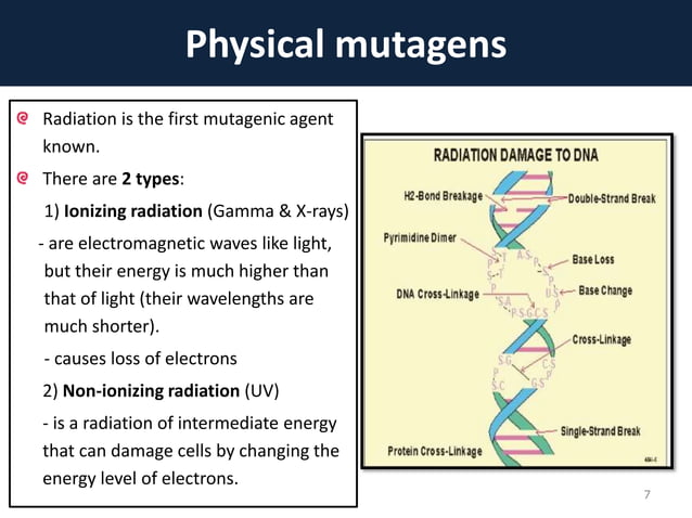 Final Version-Molecular Biology II -DNA damage.pptx