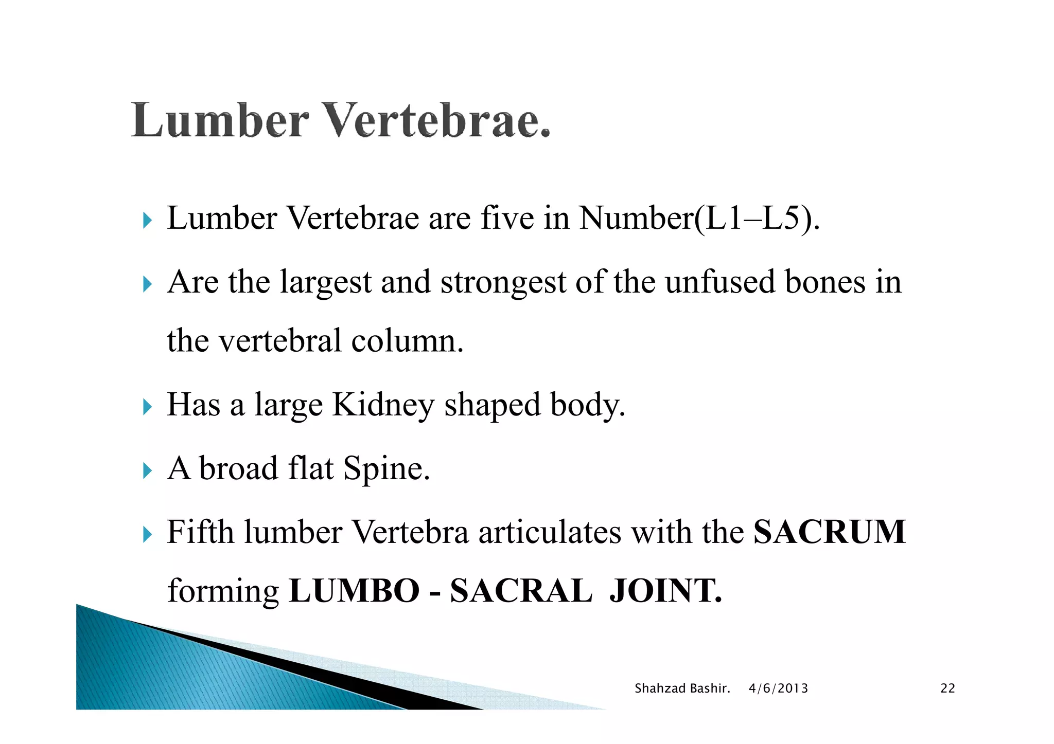 Final vertebral column 2. | PDF