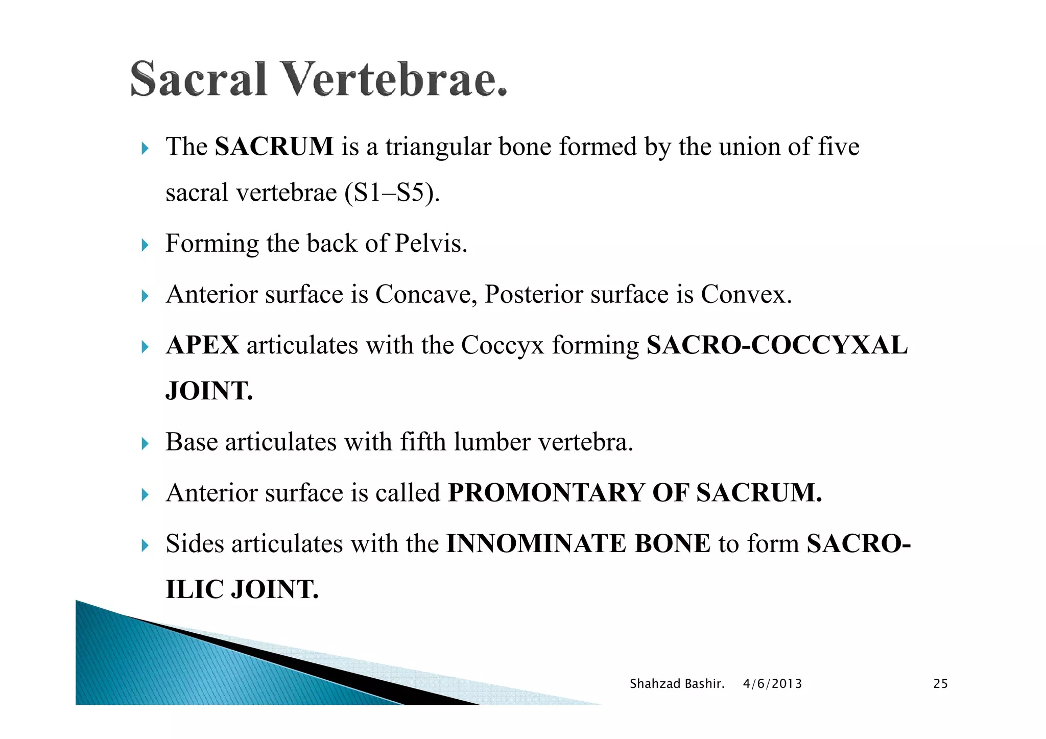 Final vertebral column 2. | PDF