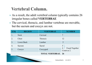 Final vertebral column 2. | PDF