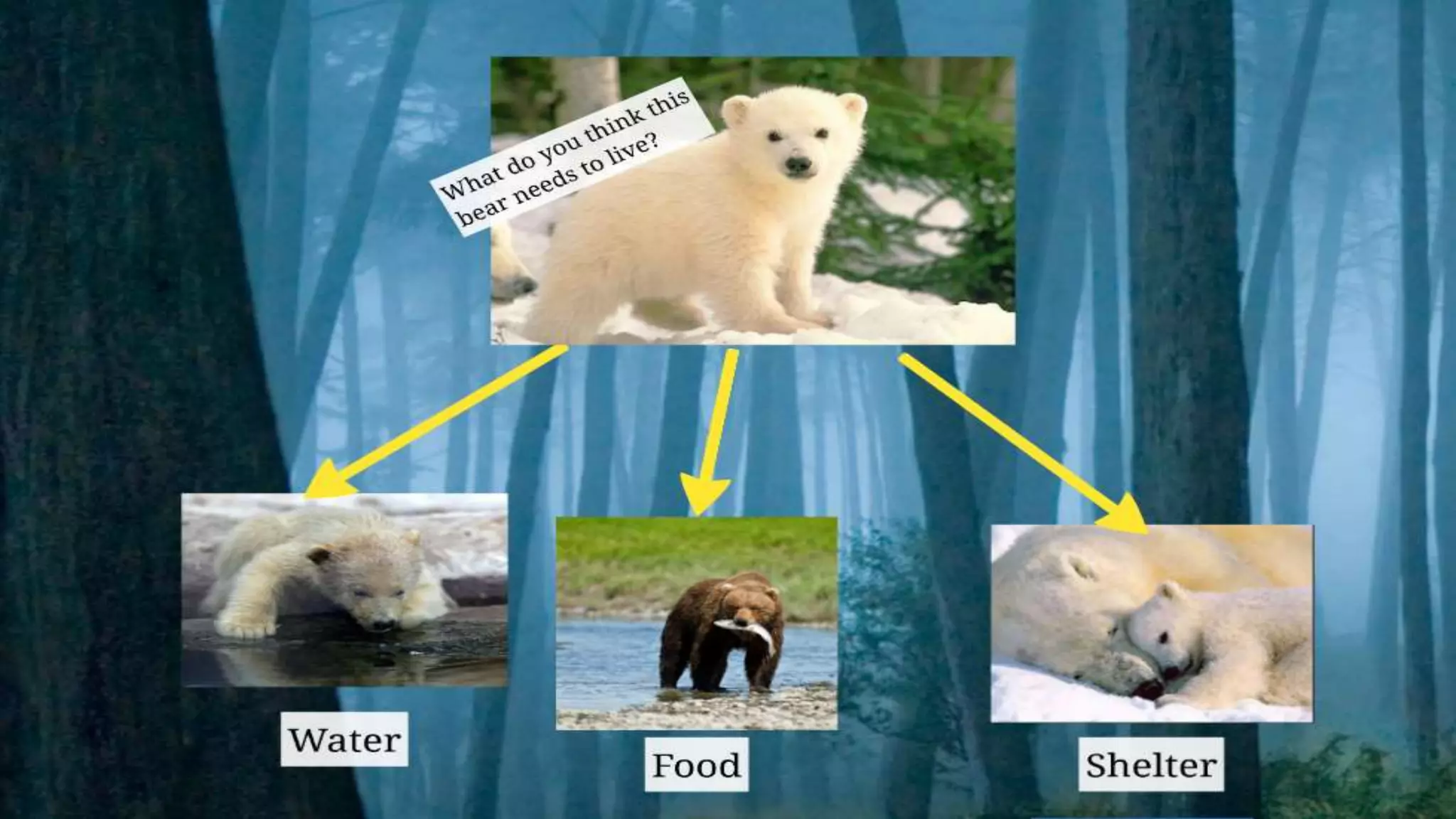 HOW DO LIVING THINGS INTERACT? | PDF